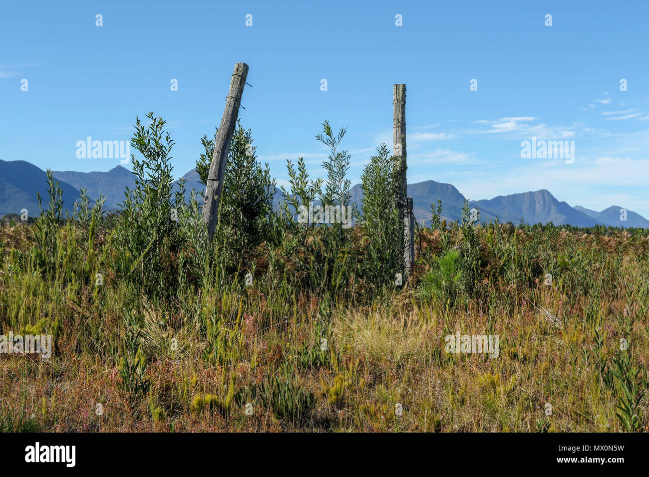 Fencepost and fynbos landscape on the road to Coldstream, Tsitsikamma ...