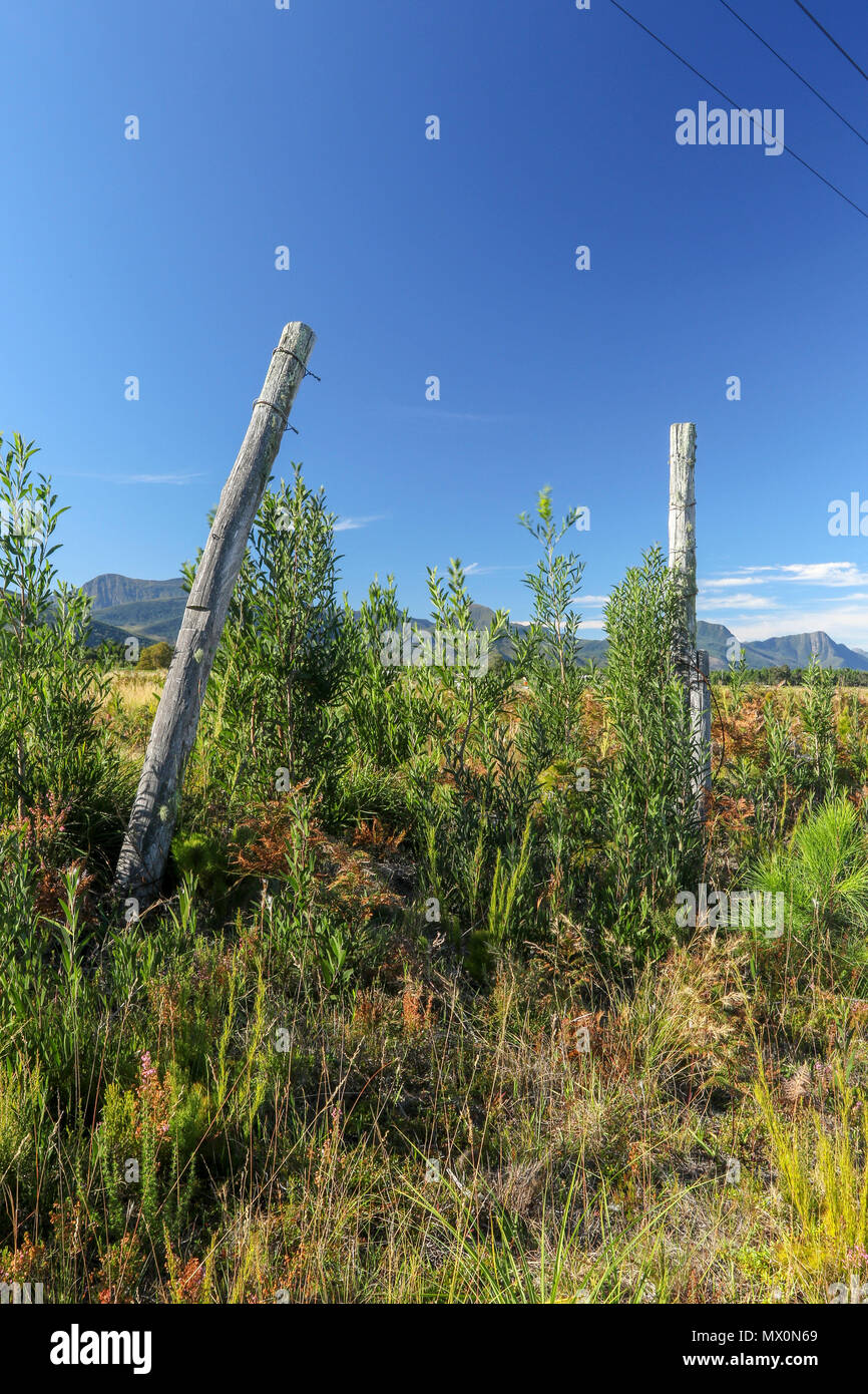 Fencepost and fynbos landscape on the road to Coldstream, Tsitsikamma ...