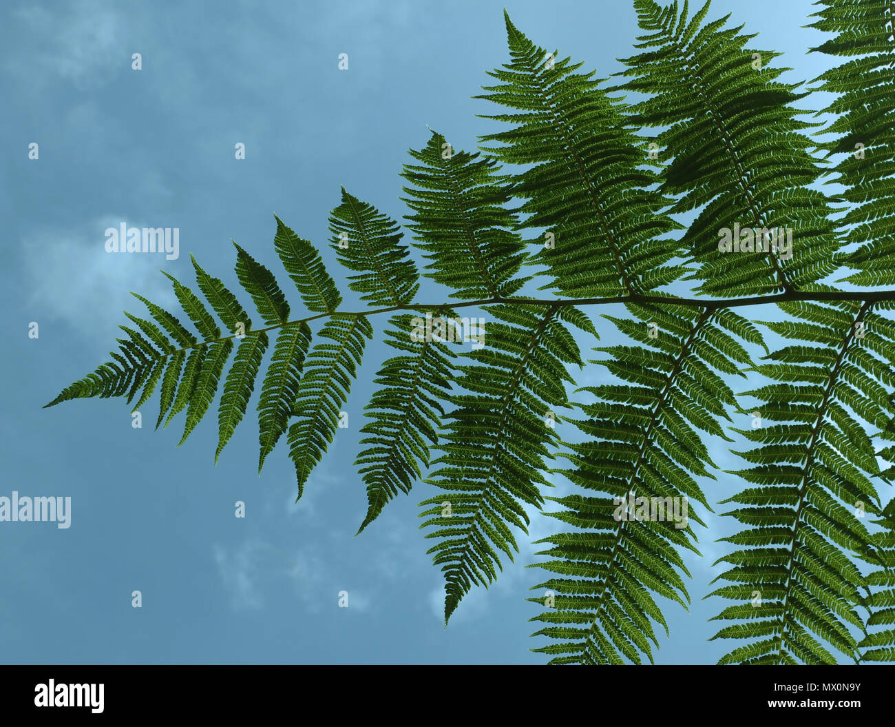 Silhouette contour outline hi-res stock photography and images - Alamy