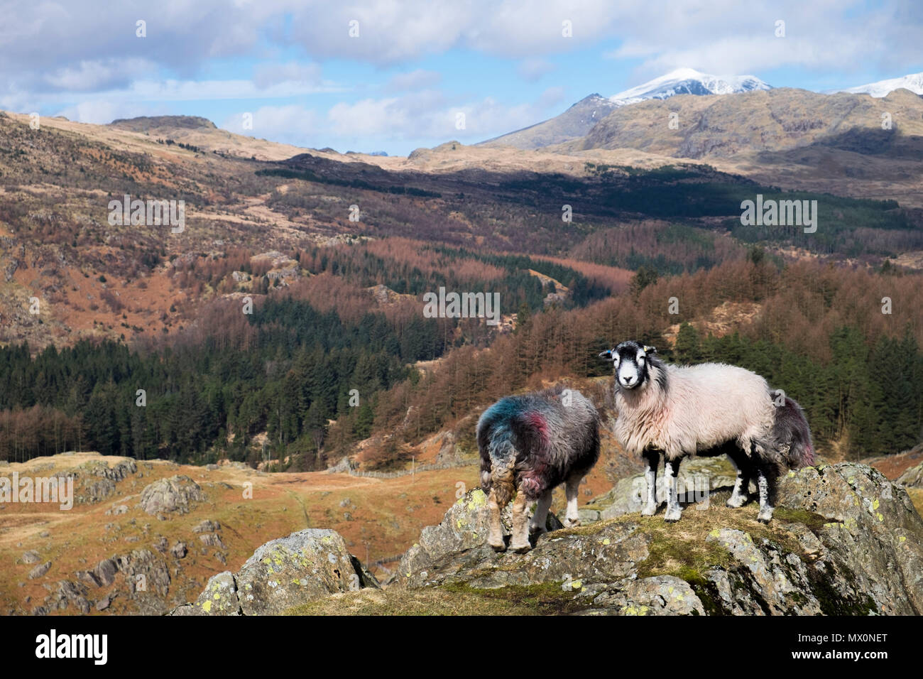 Herdwick sheep lake district hi-res stock photography and images - Alamy