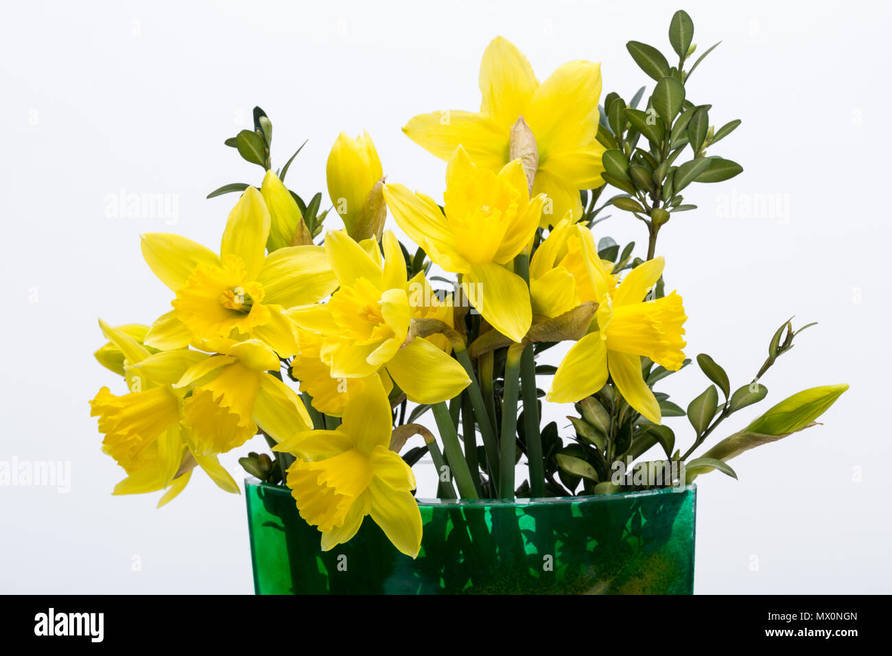 Yellow jonquil flowers isolated on white background Stock Photo - Alamy