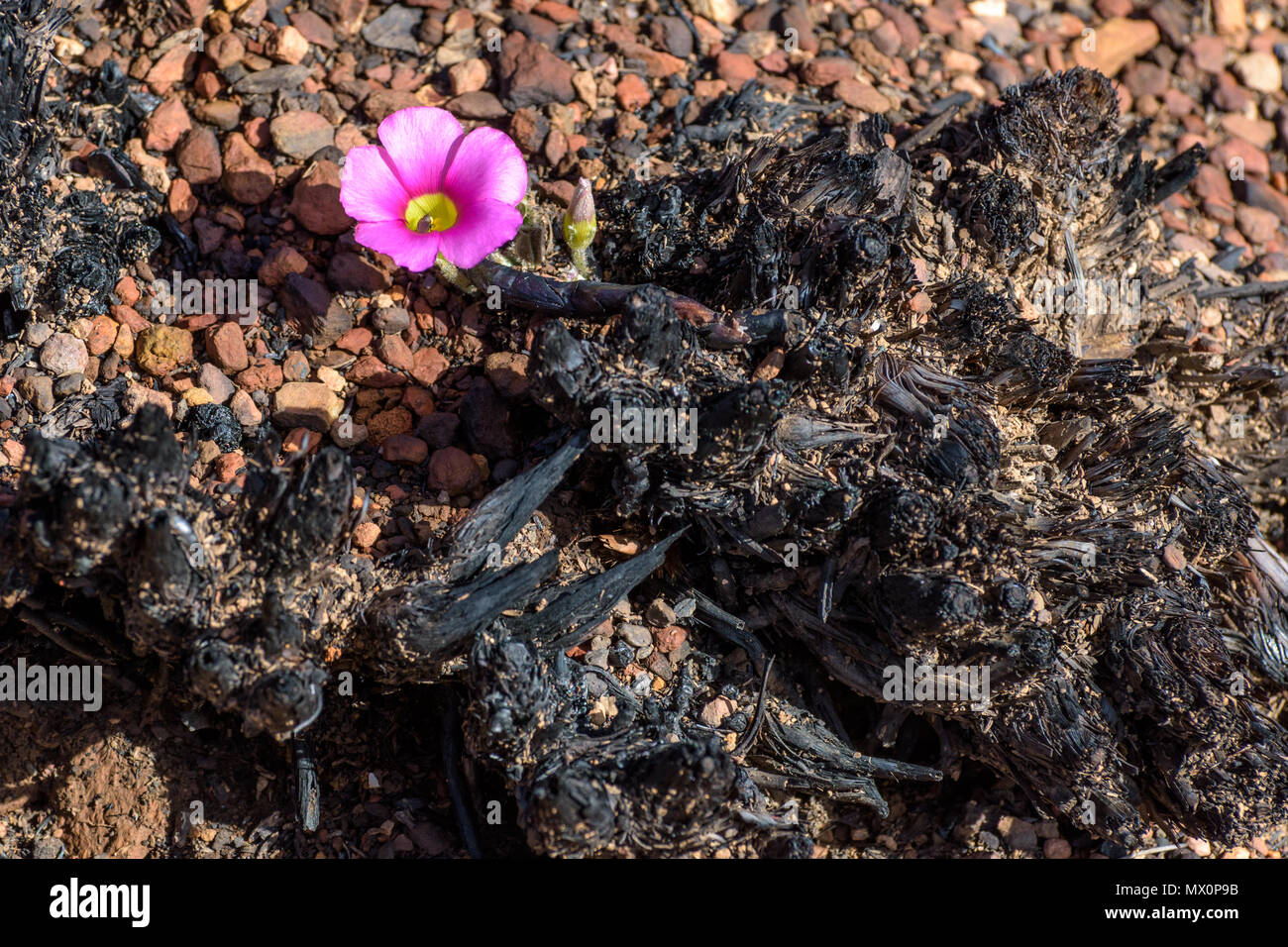 Burnt flower hi-res stock photography and images - Alamy