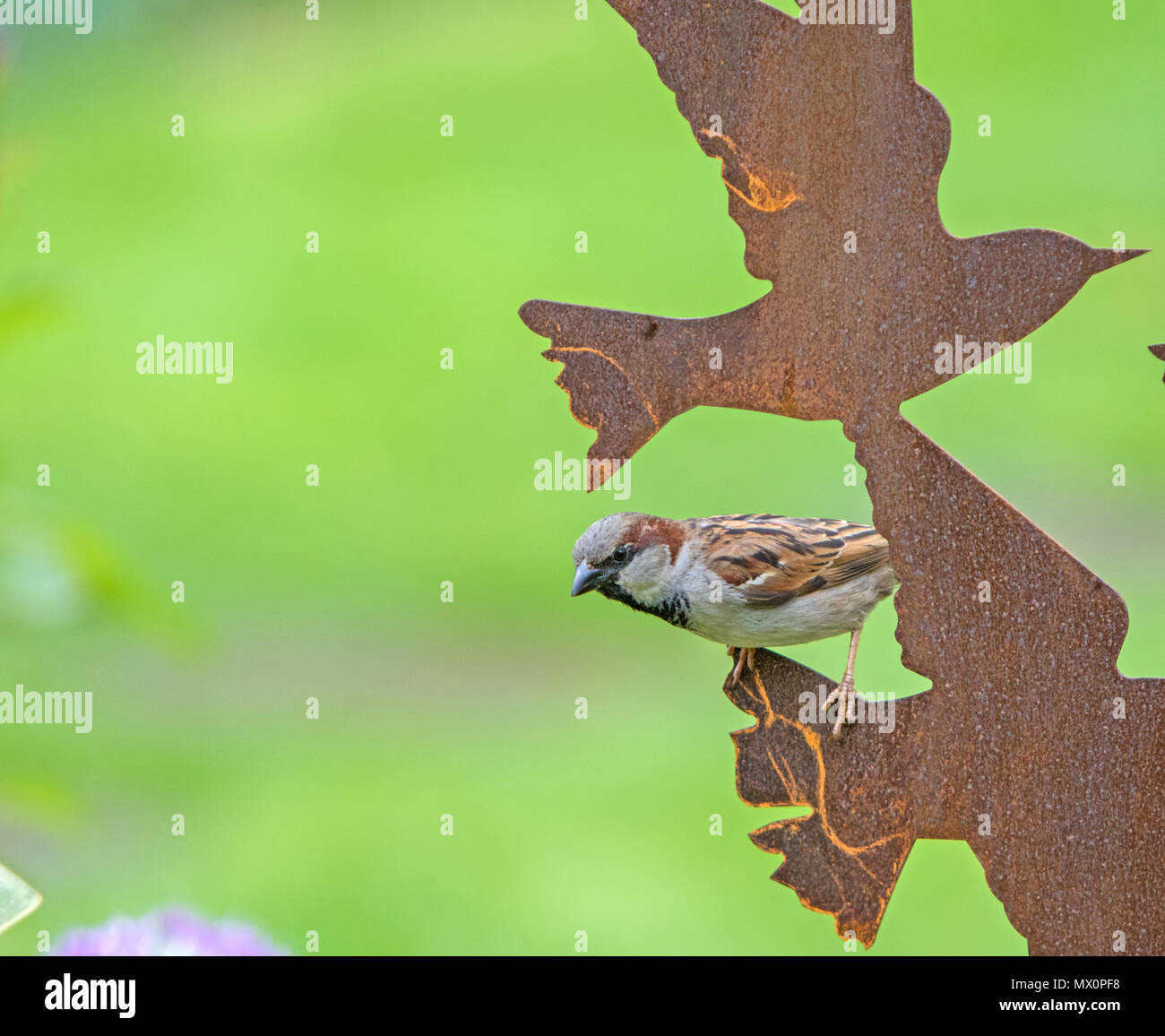 Sparrow in a British garden, Britain, UK Stock Photo - Alamy