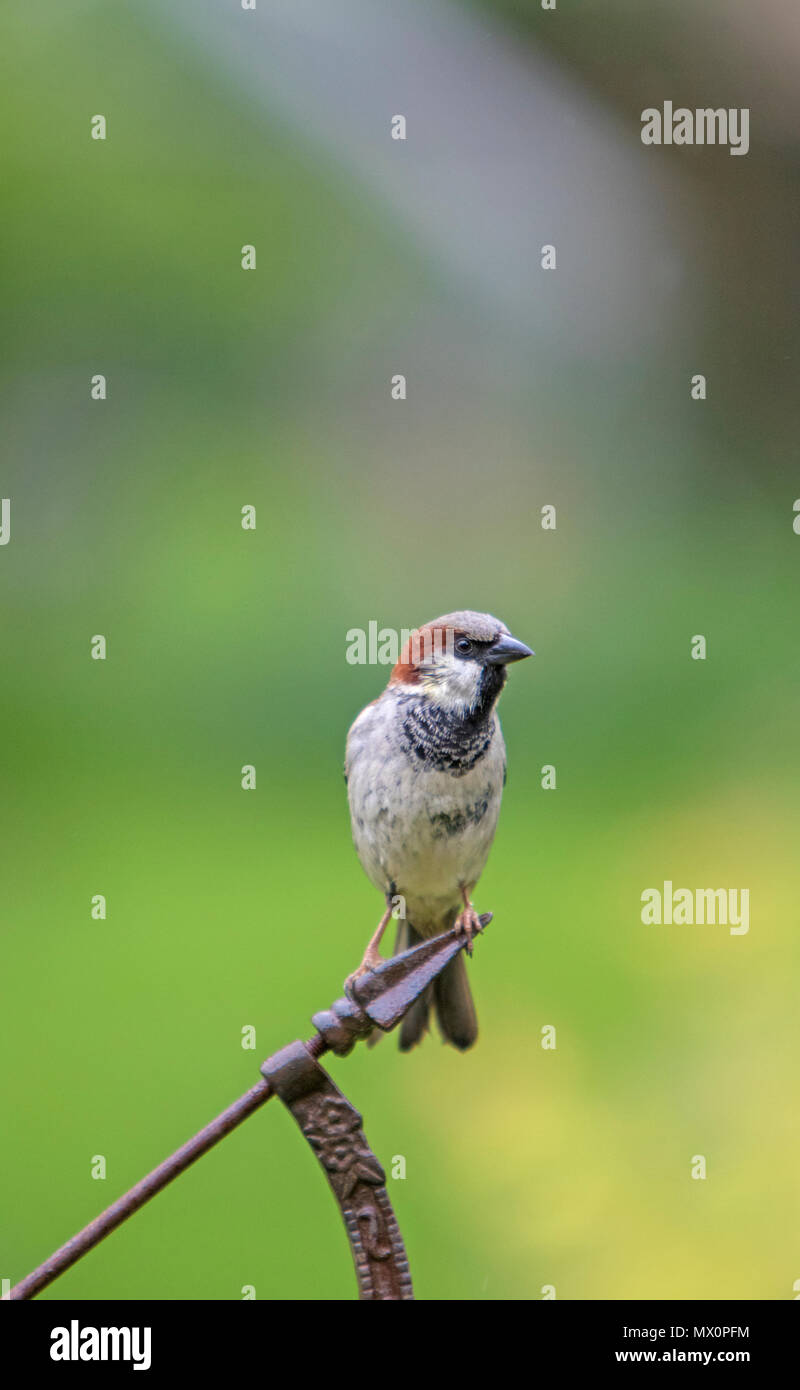 House Sparrow (Passeridae; Rafinesque) in a British garden, Britain, UK ...