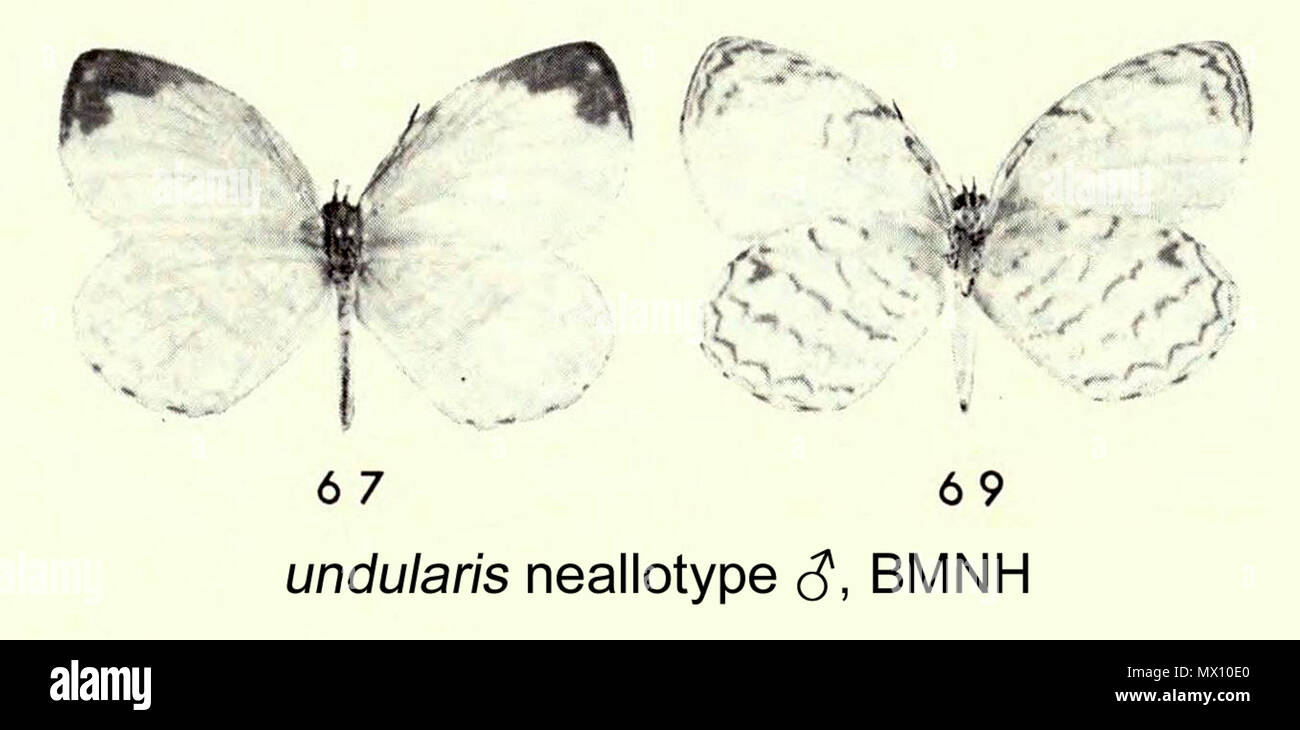 . English: Liptena undularis, ♂. 1974. Henri Stempffer, Neville Henry ...