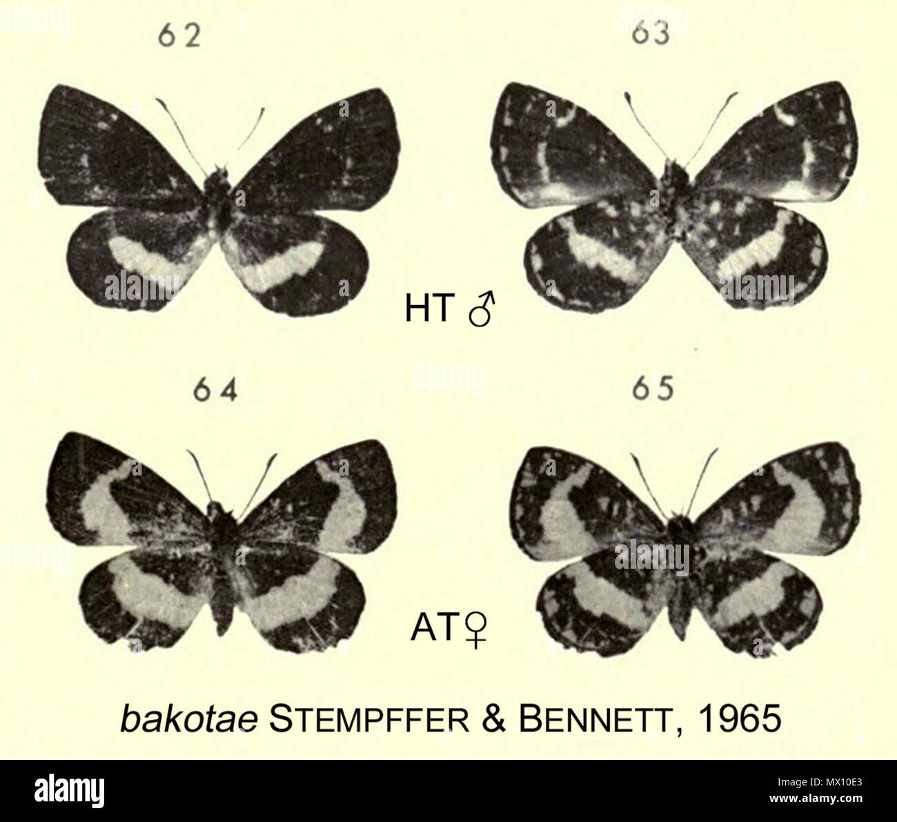 Holotype High Resolution Stock Photography and Images - Alamy