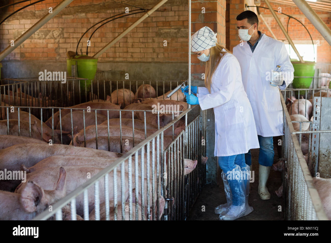 Piglet injection hi-res stock photography and images - Alamy