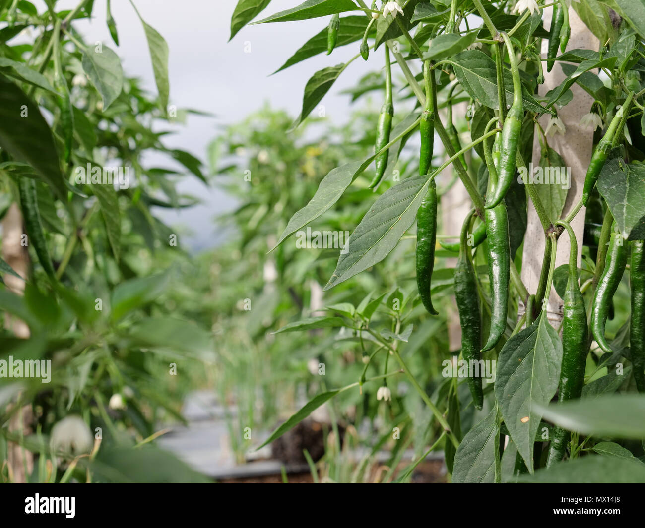 Growing green chili pods hi-res stock photography and images - Alamy