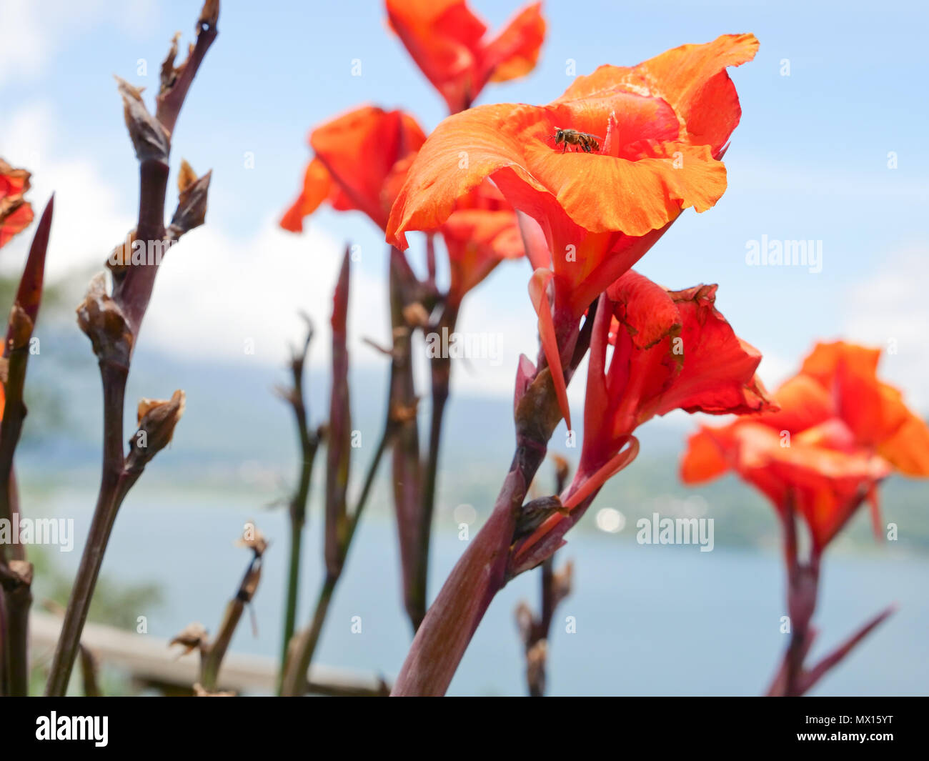 Red orchid in a natural environment on the background of blue sky Stock ...
