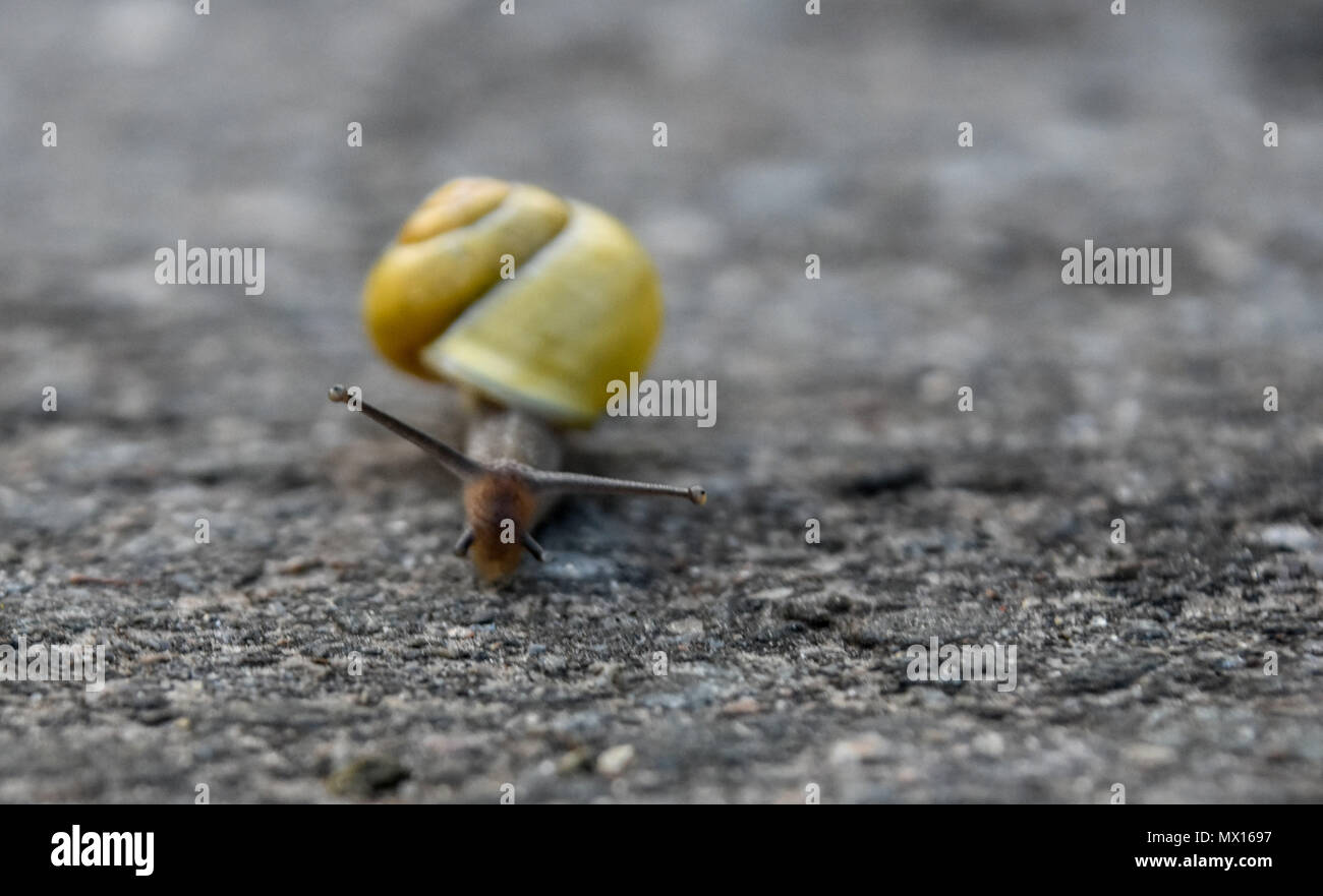 Animal and nature pictures from all over the world. Cows, snails and ...