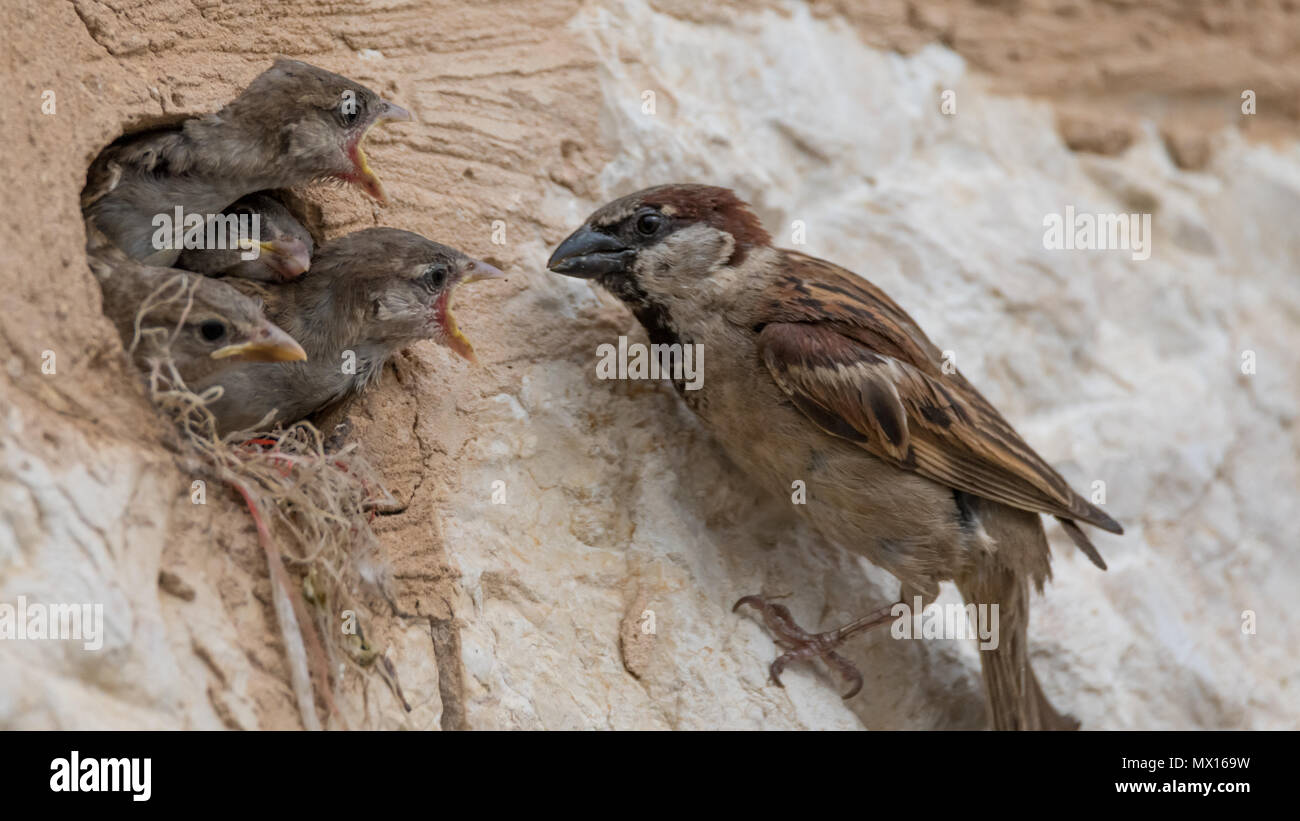 isolated house sparrow feeding its young Stock Photo - Alamy