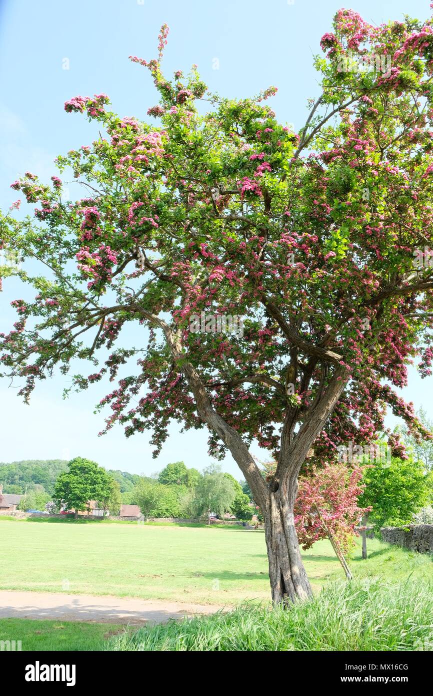 May day tree hi-res stock photography and images - Alamy