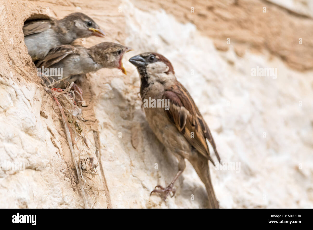 isolated house sparrow feeding its young Stock Photo - Alamy