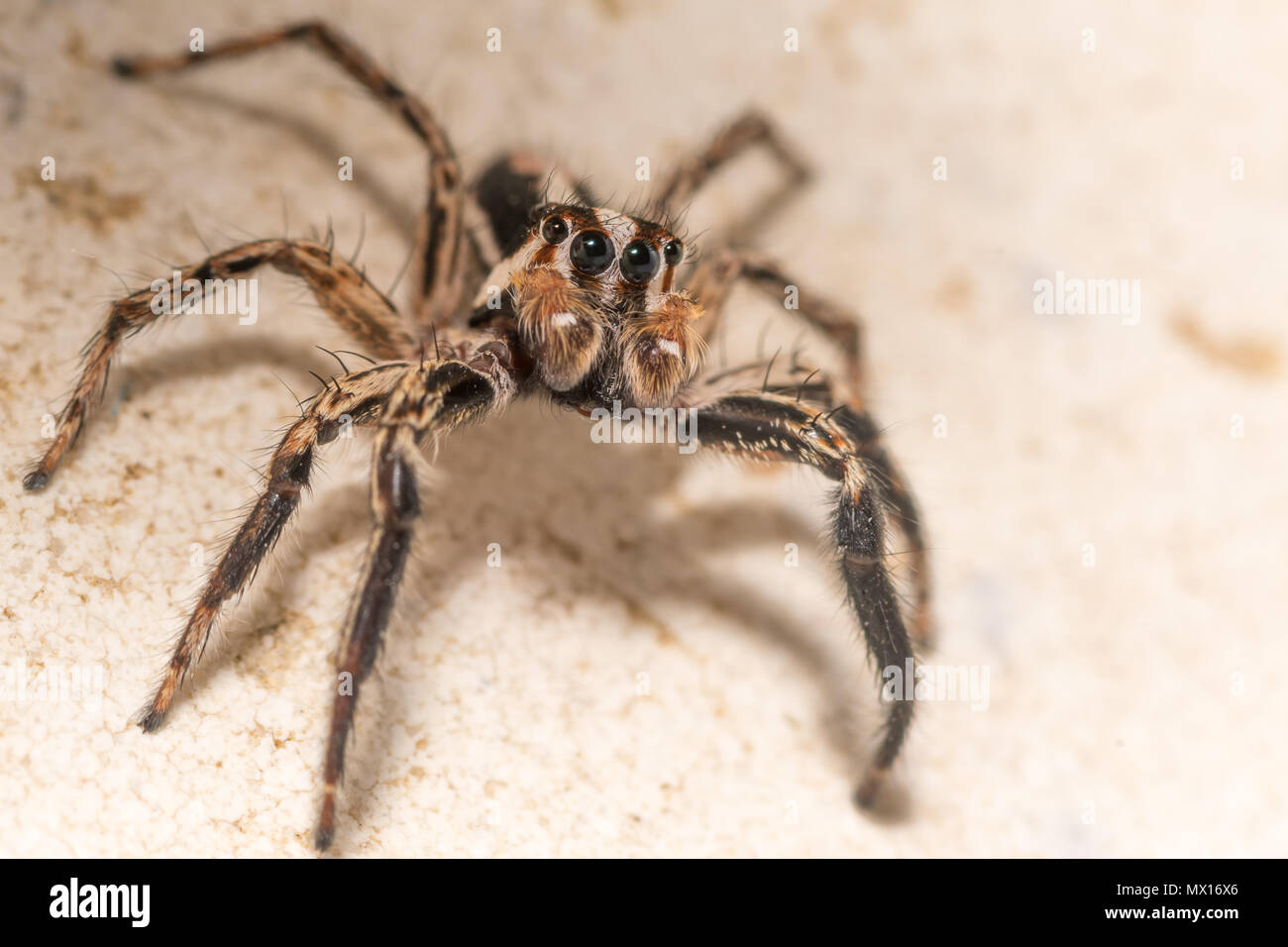 Zebra jumping spiders hi-res stock photography and images - Alamy