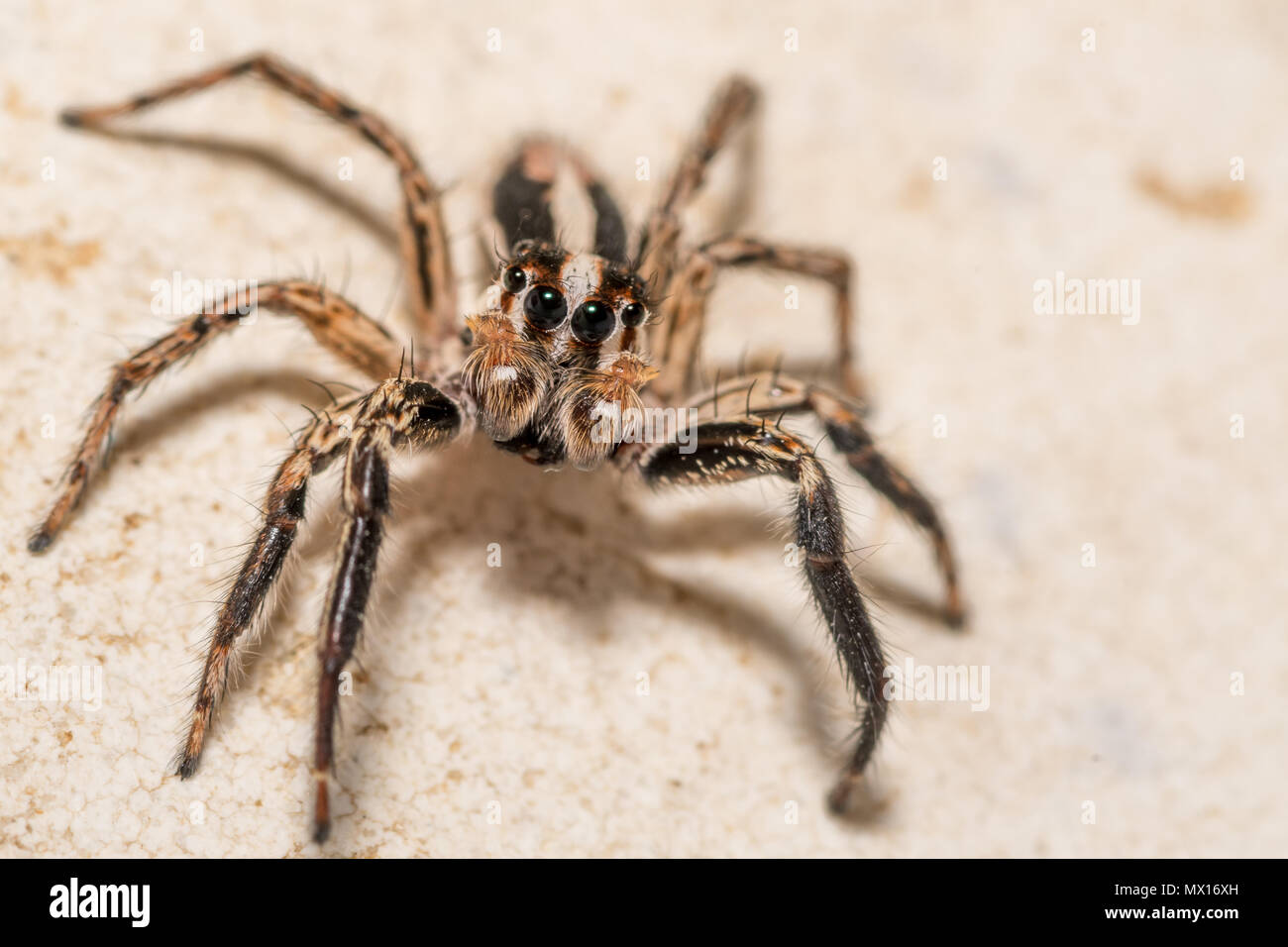 Zebra spider cute hi-res stock photography and images - Alamy