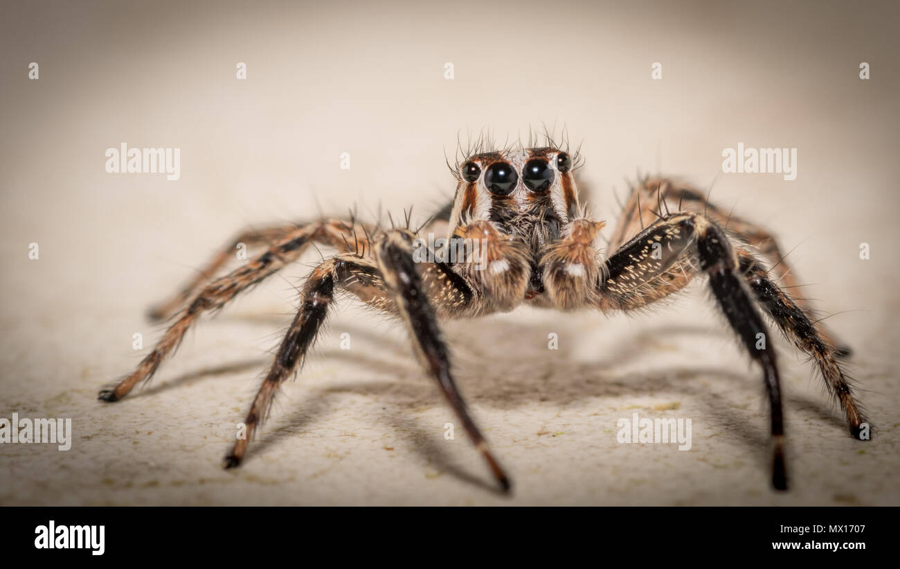 Arachnophobia of spiders adult hi-res stock photography and images - Alamy