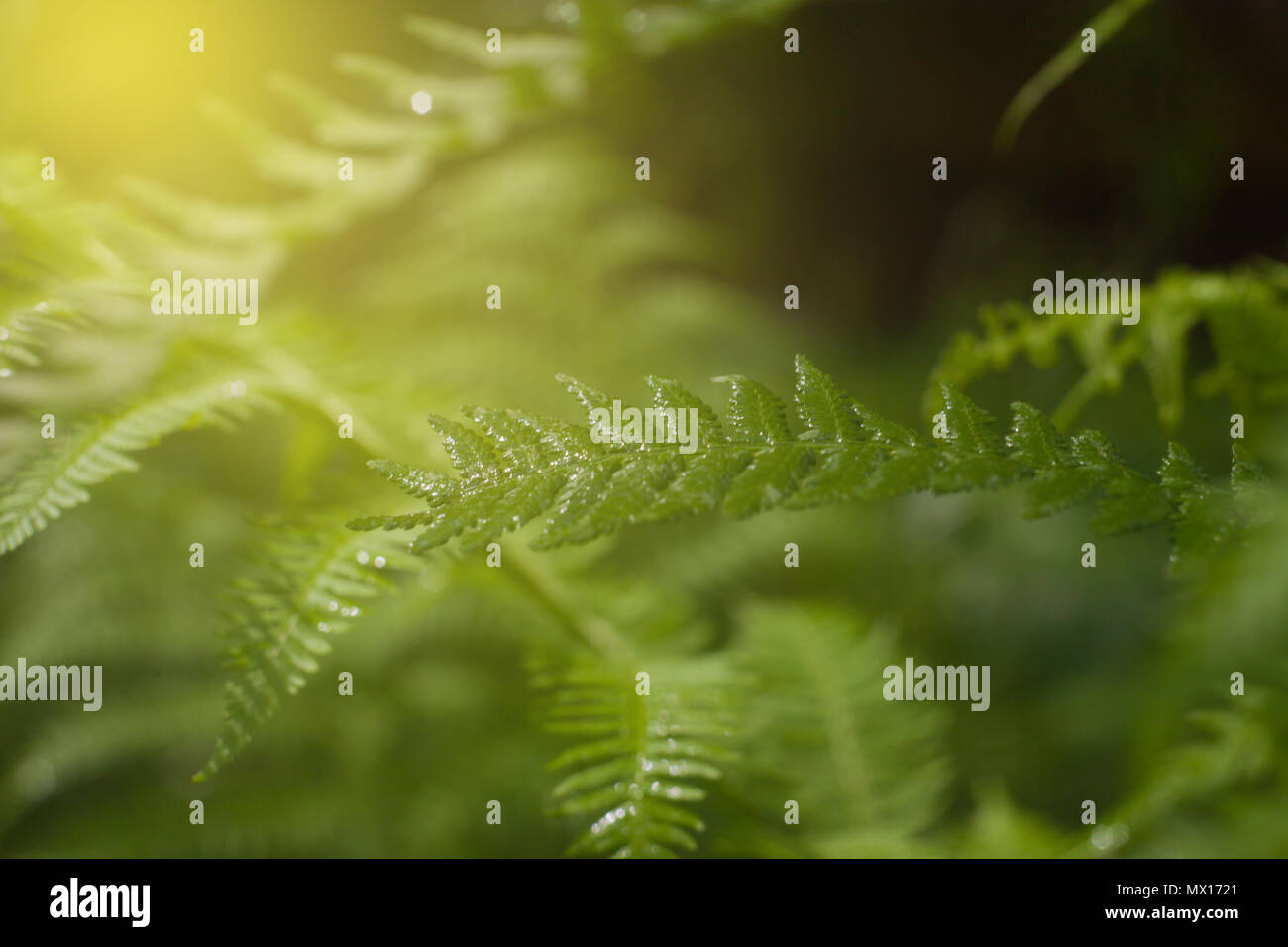 Fern in the june sun hi-res stock photography and images - Alamy