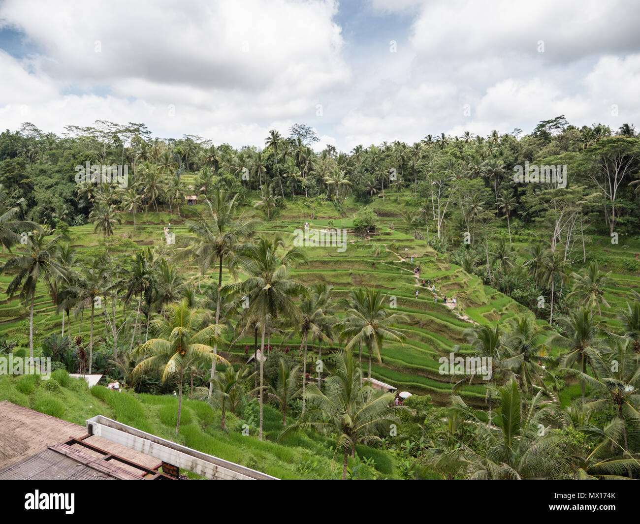 Aerial view of rice terrace field, farmlands. Rice plantation,terrace ...
