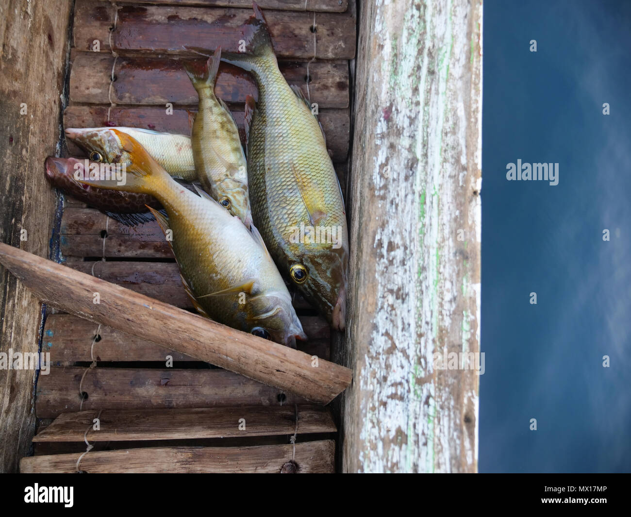 Freshly caught sea fish in a wooden boat Stock Photo - Alamy