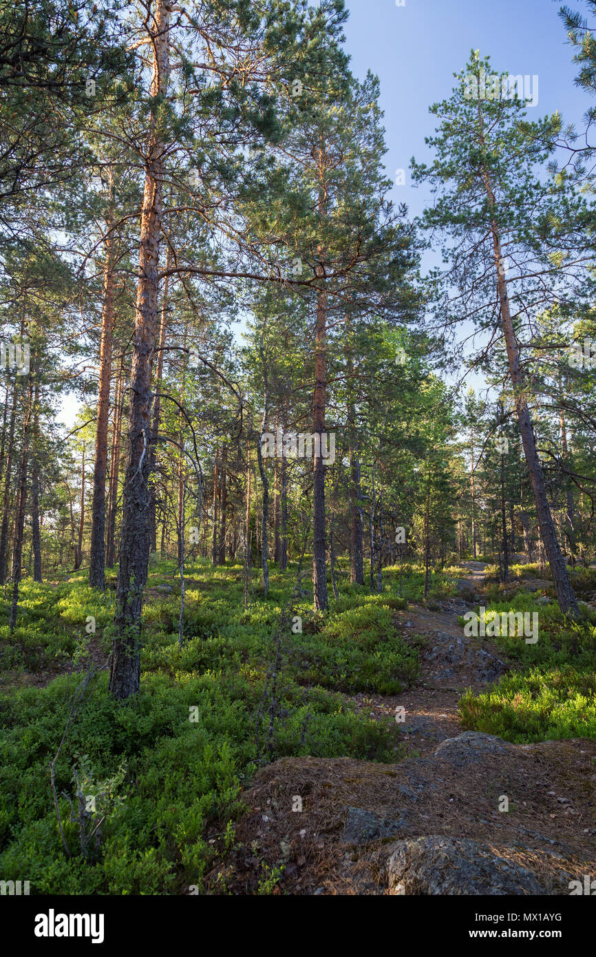 Pinewood tree hi-res stock photography and images - Alamy