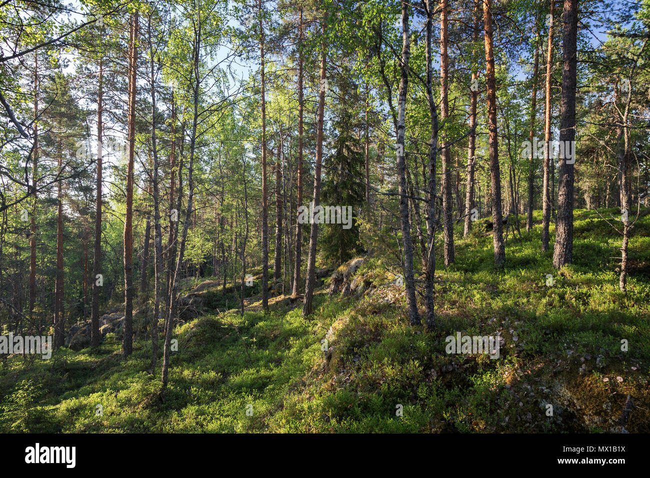 Verdant pine forest hi-res stock photography and images - Alamy