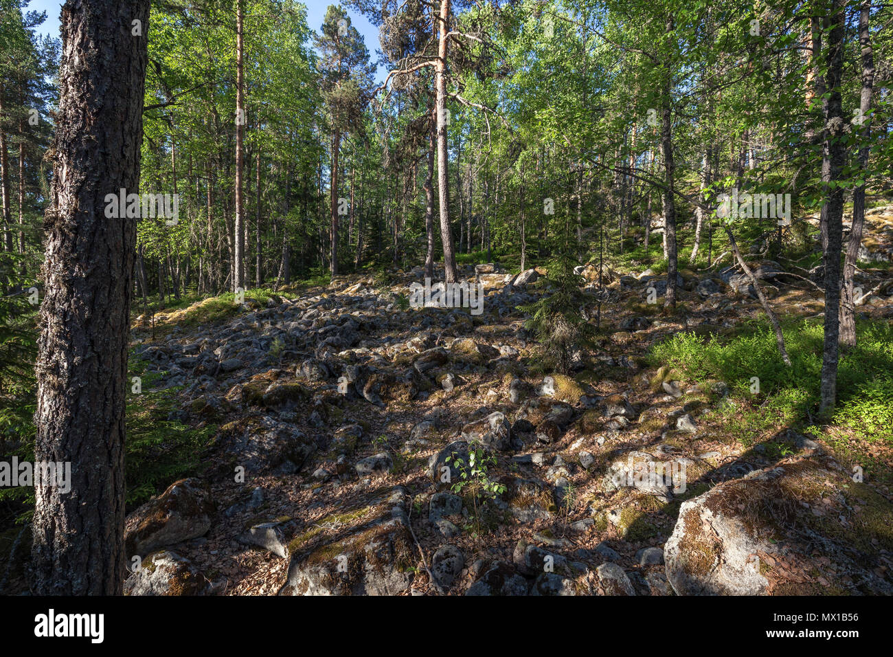 "Devil's field" on Devil's Mountain in Sastamala, Finland, in the ...