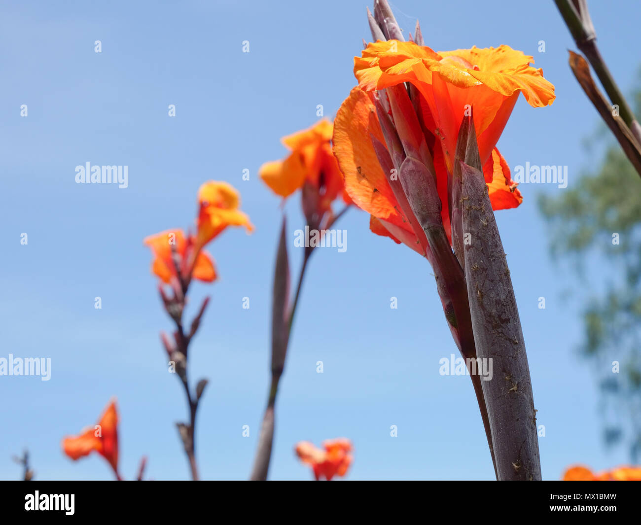 Red orchid in a natural environment on the background of blue sky Stock ...