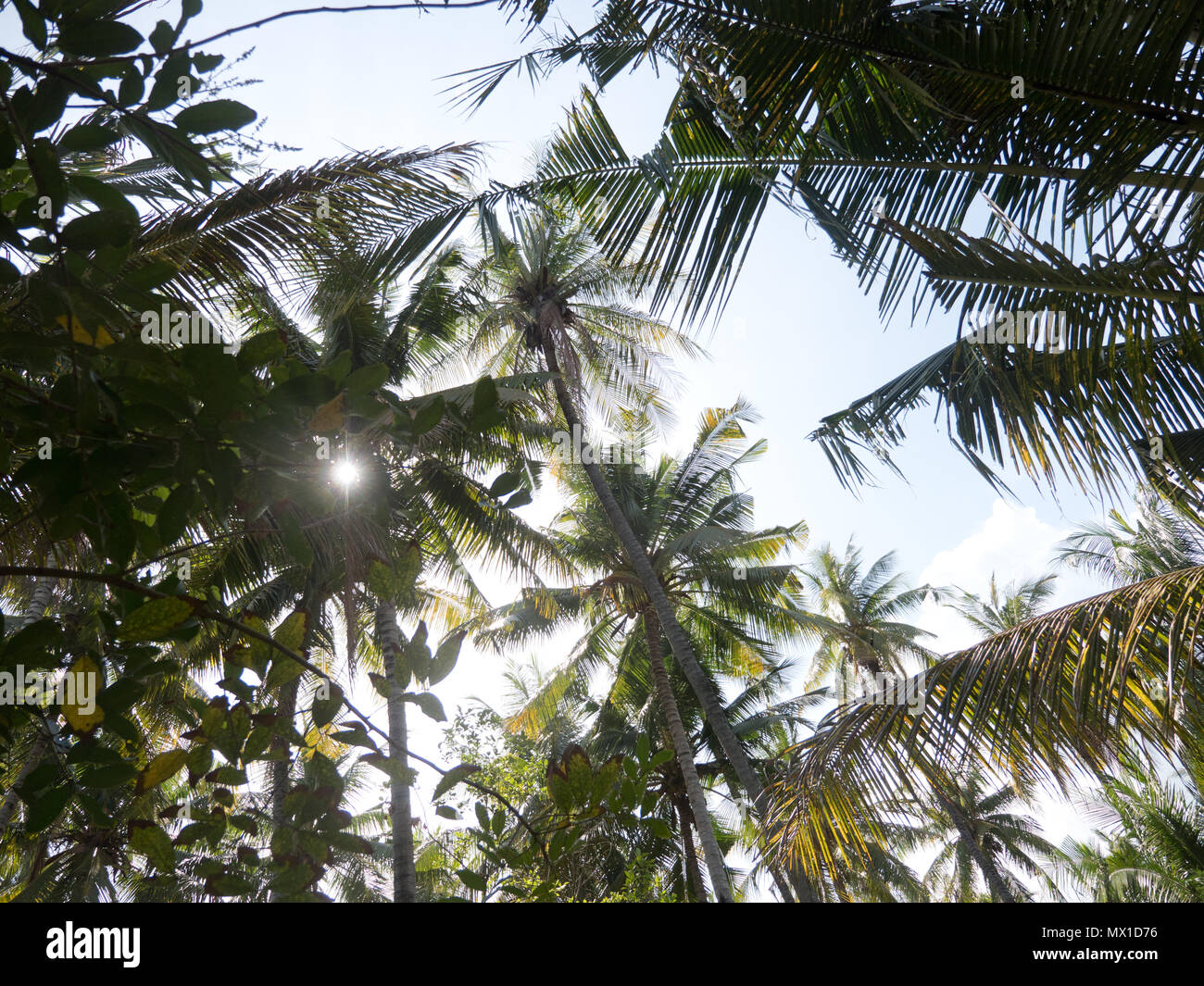Morning, sunrise in the rain forest. Rays morning sun through the palm ...