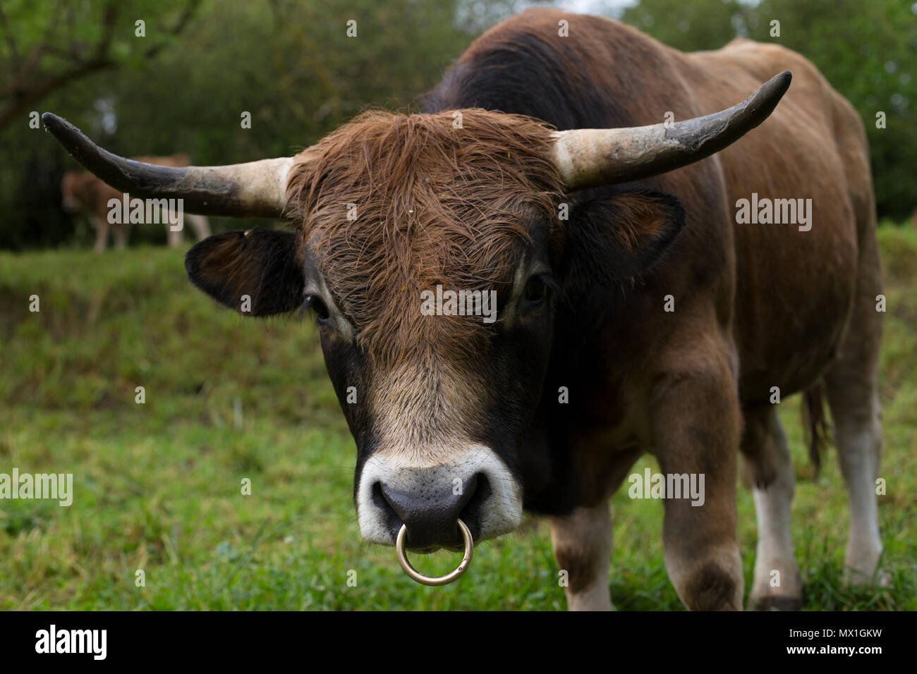 Portrait of a bull Stock Photo - Alamy