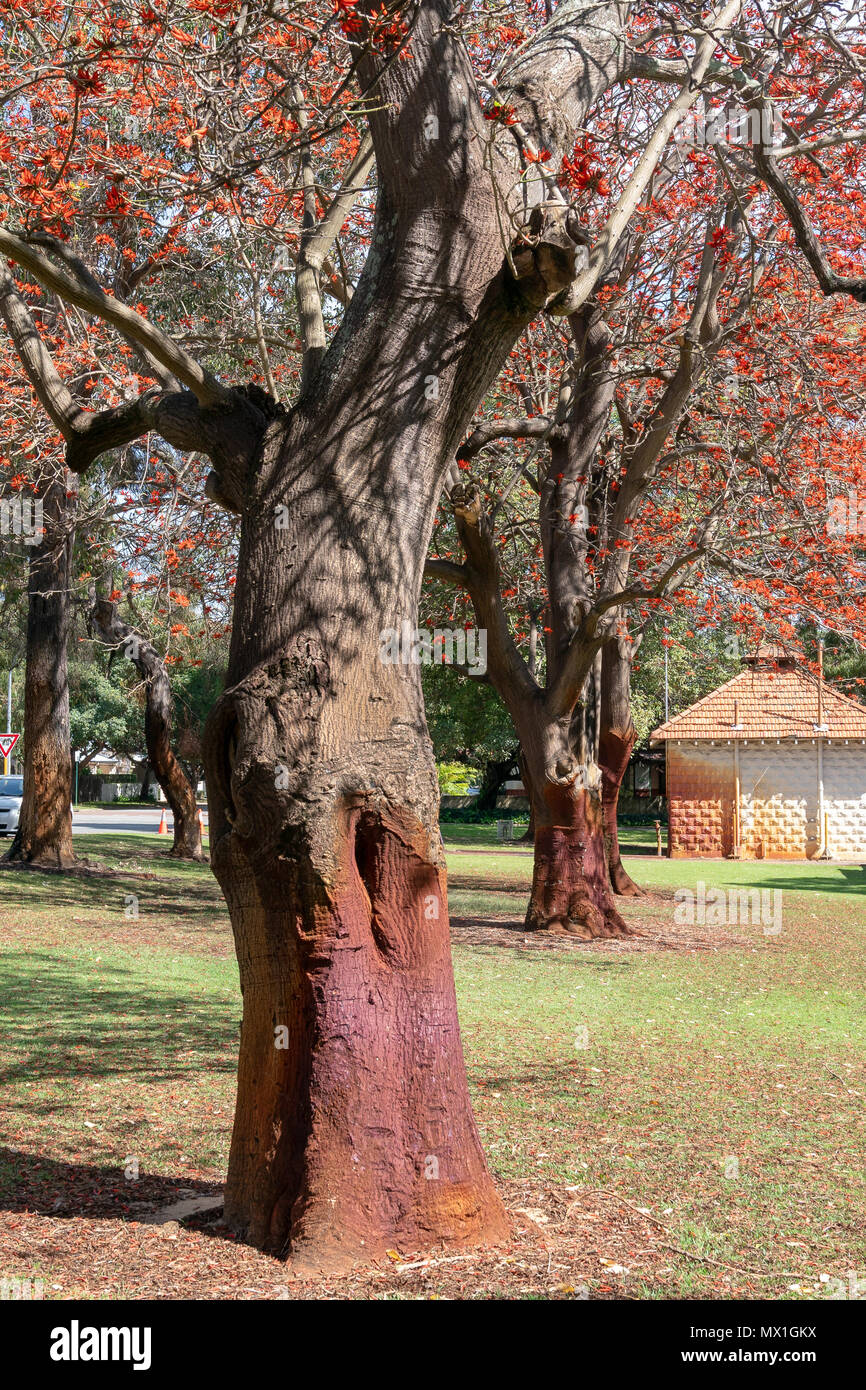 Shenton Park Perth Jualbup lake Stock Photo - Alamy