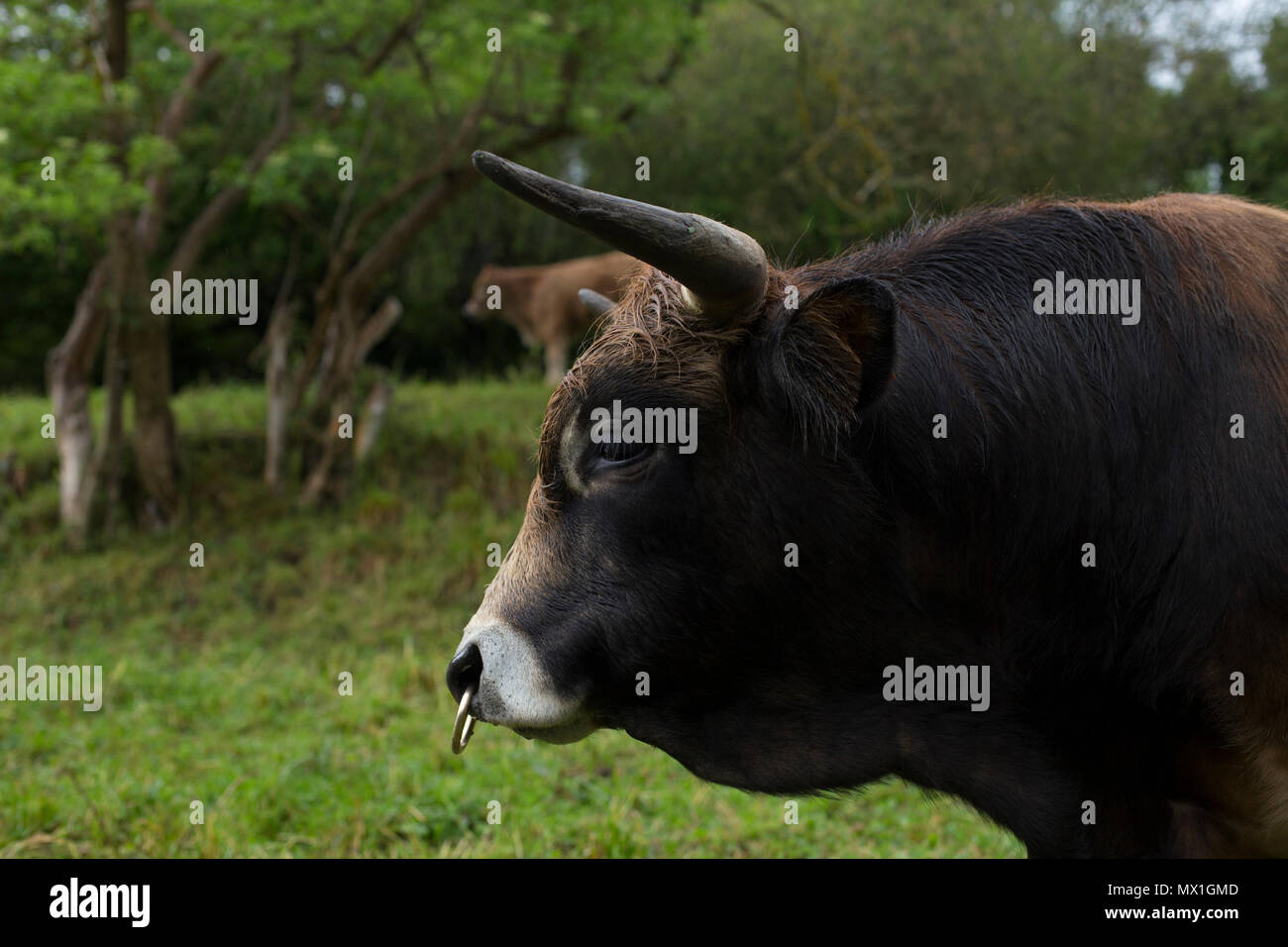 Profile of a bull Stock Photo - Alamy