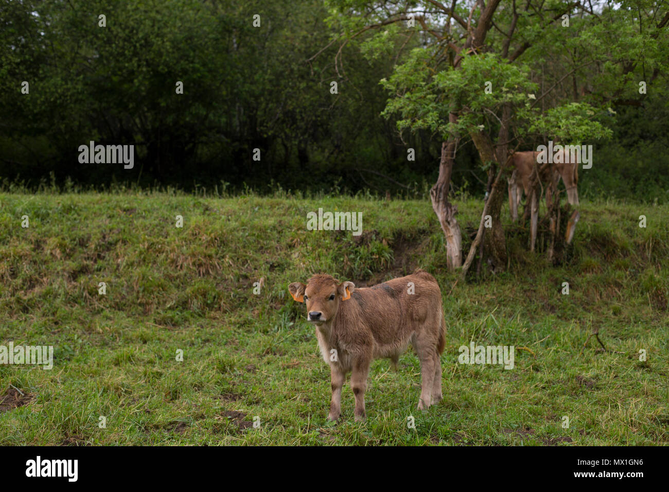 Portrait of a calf Stock Photo - Alamy