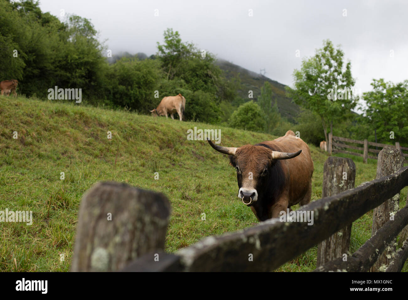 A bull in a village Stock Photo - Alamy