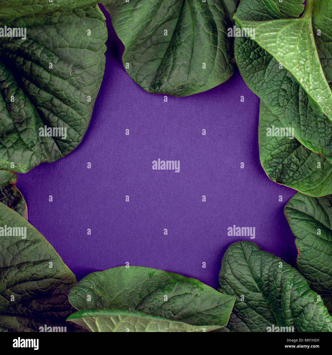 Creative nature leaves layout. Supernatural concept, ultra violet ...