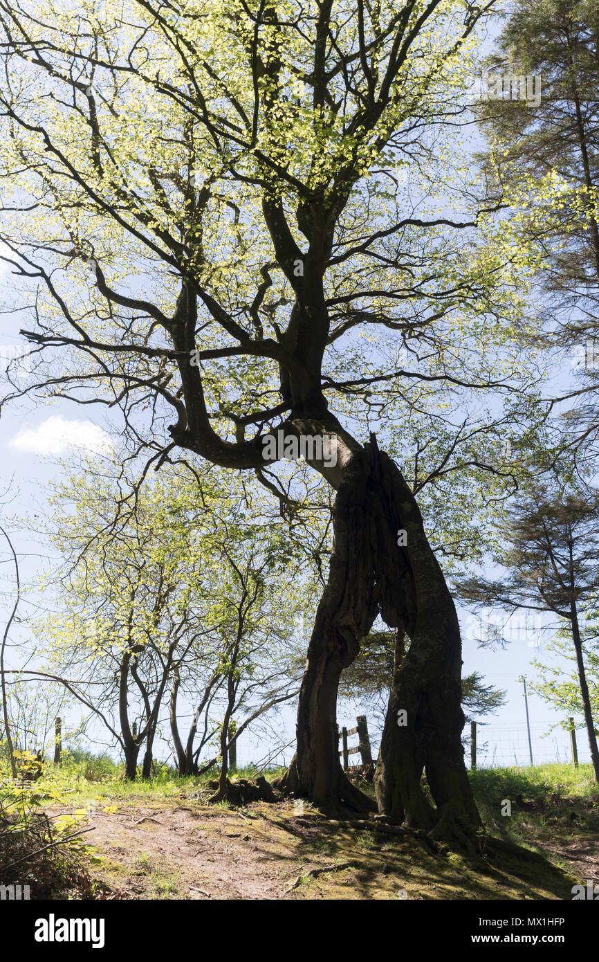 Walking tree hi-res stock photography and images - Alamy