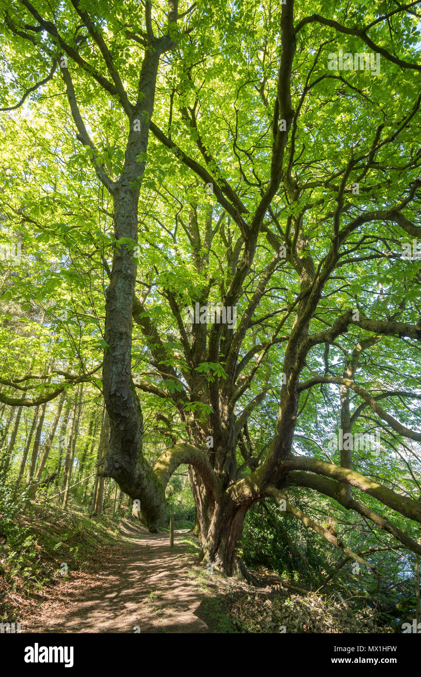 Old tree, the Haining estate, Selkirk, Scotland, UK Stock Photo - Alamy