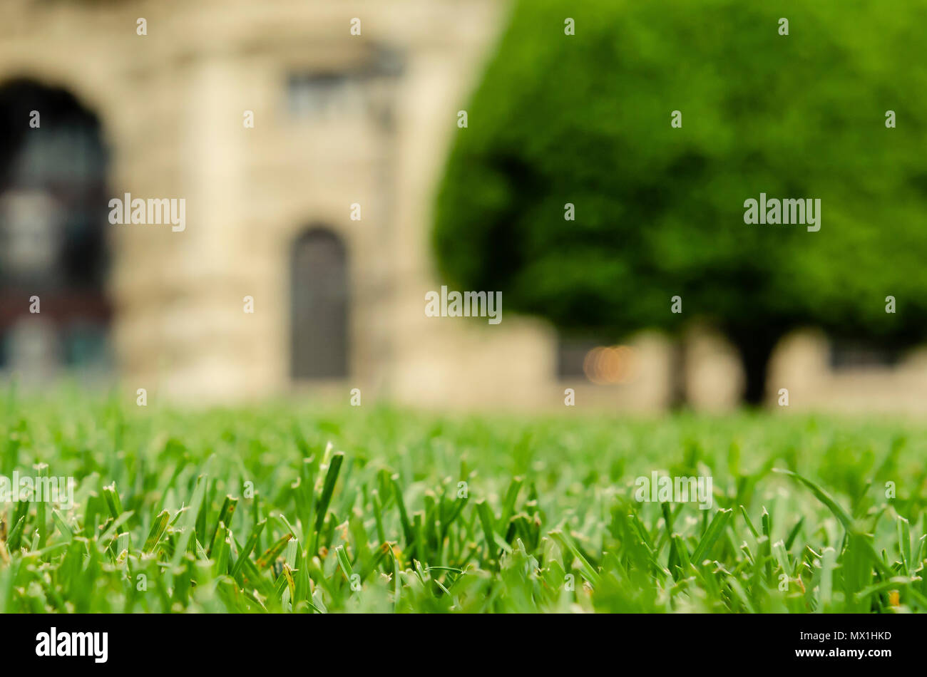 green grass closeup on a background of ancient building and tree Stock ...