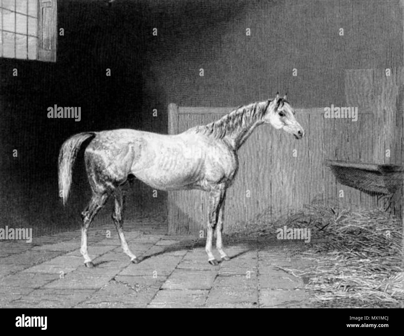 . English: British racehorse, Grey Momus. Engraving circa 1850. Unknown ...