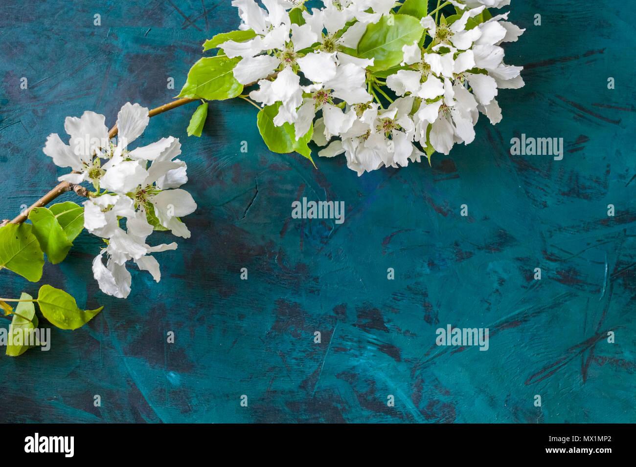 Blooming branch of Apple tree on trendy emerald-green vivid background ...