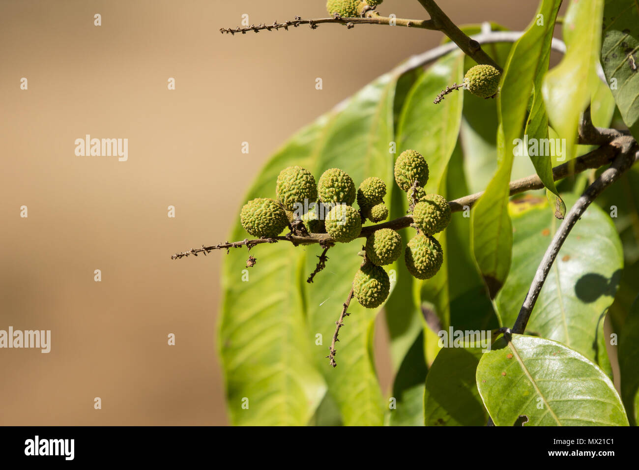 Young Small longan fruit on tree with green leaf Stock Photo - Alamy