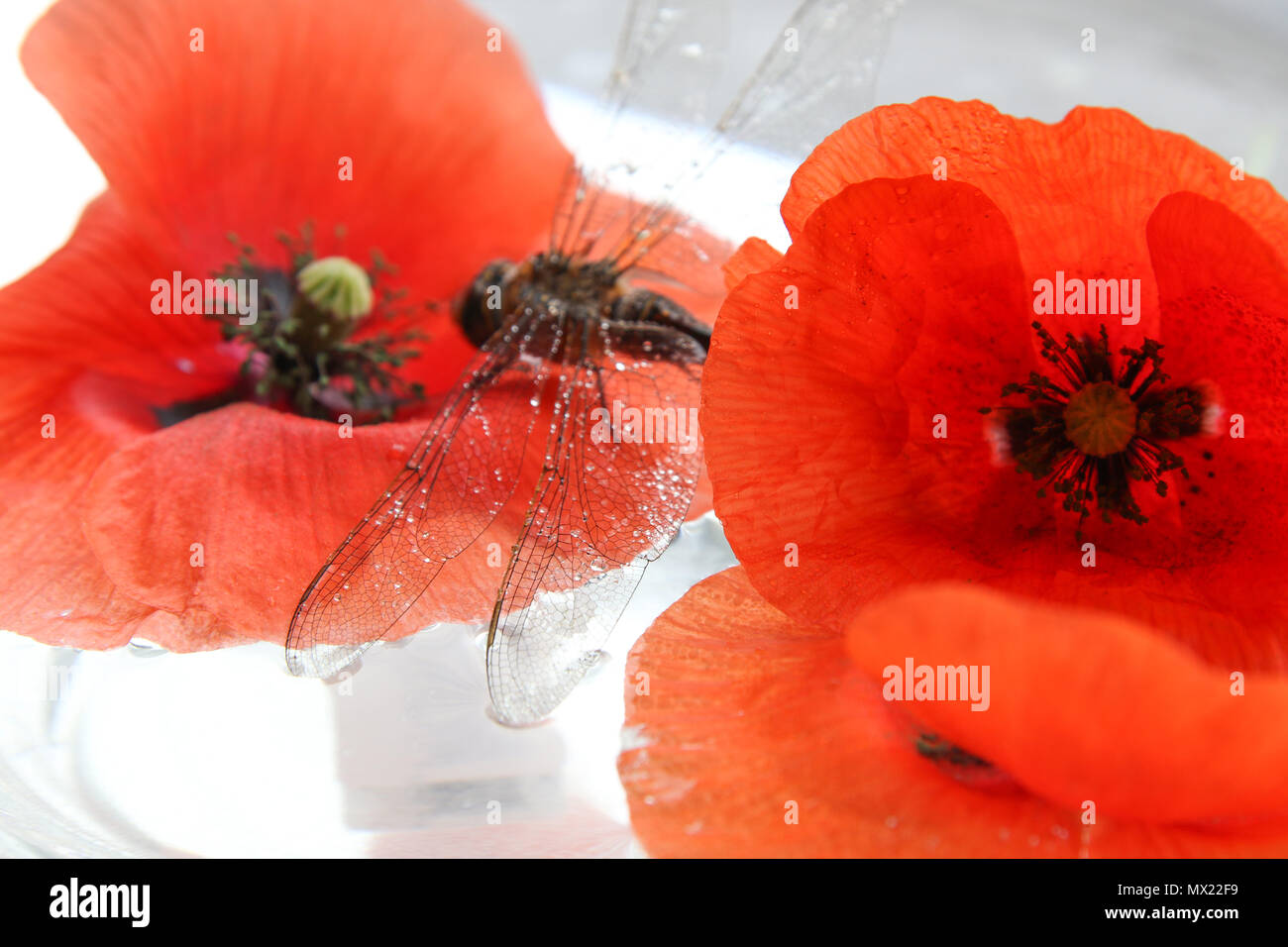 Purple poppy animals hi-res stock photography and images - Alamy