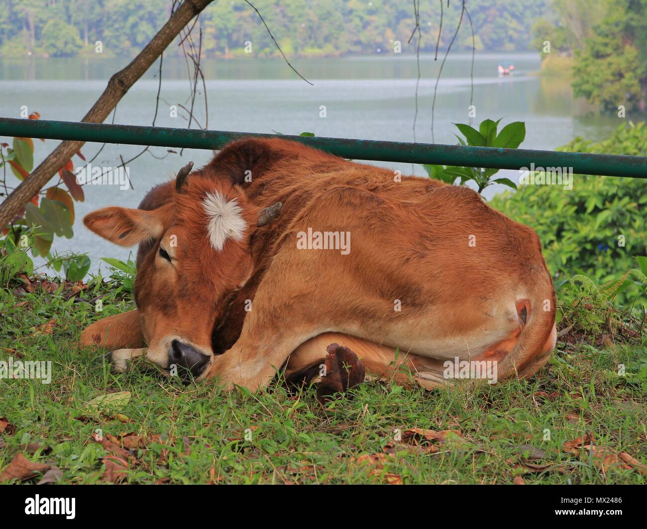 Sleeping cow hi-res stock photography and images - Alamy