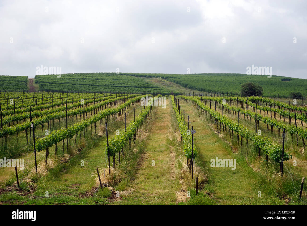 Israel vineyard golan hi-res stock photography and images - Alamy