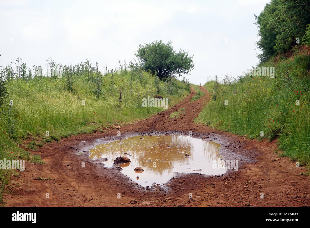 Pool on the dirt road Stock Photo - Alamy