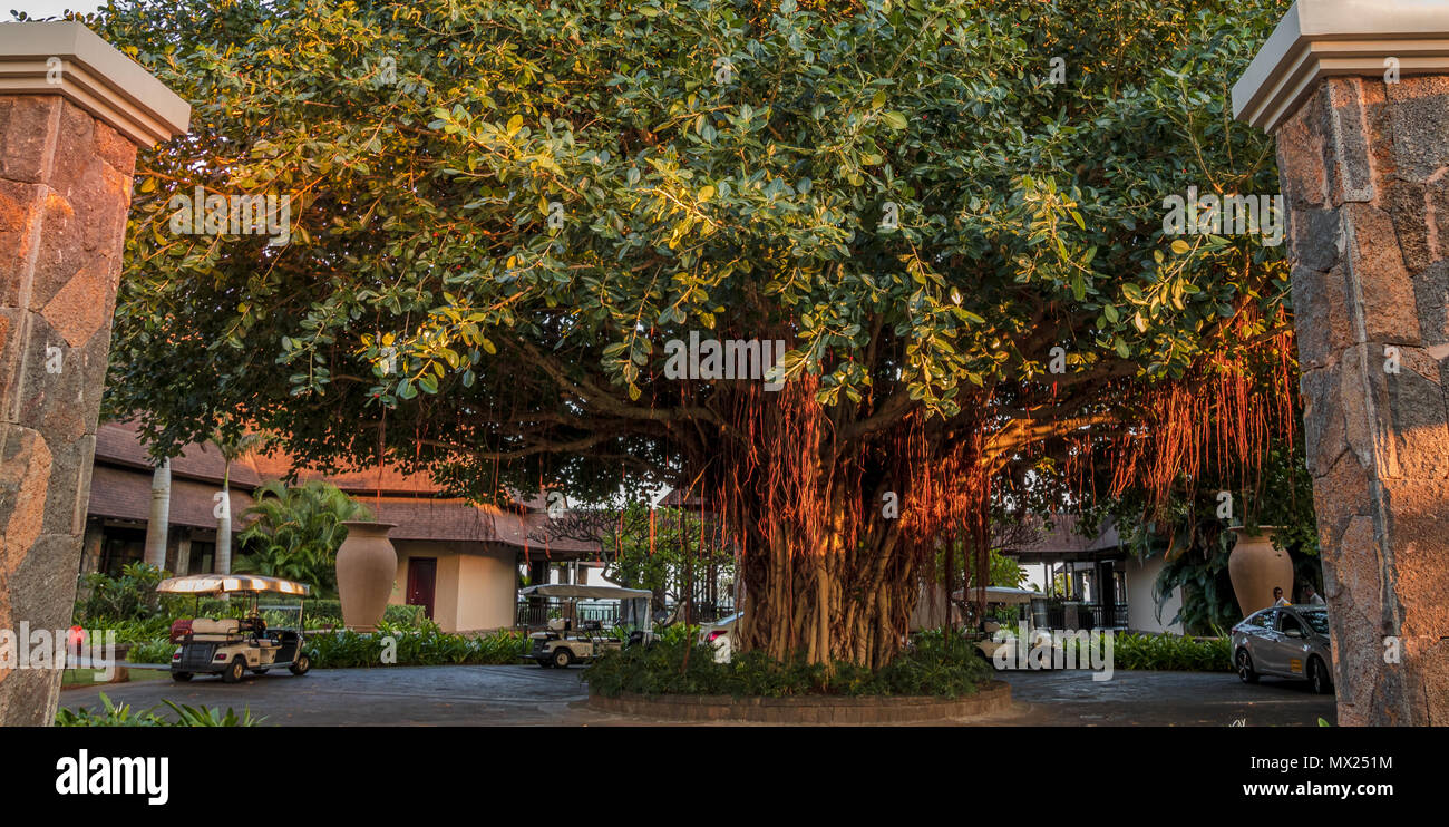 Balaclava, Mauritius - large banyan tree at the entrance to the Westin ...