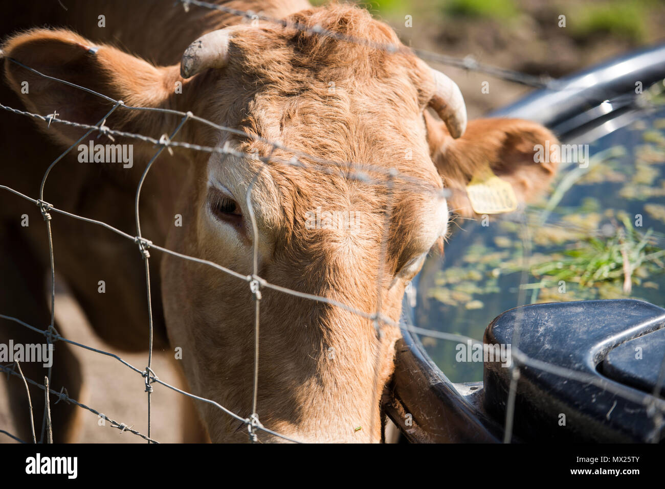 Cows in a field. Cornwall, UK Stock Photo - Alamy