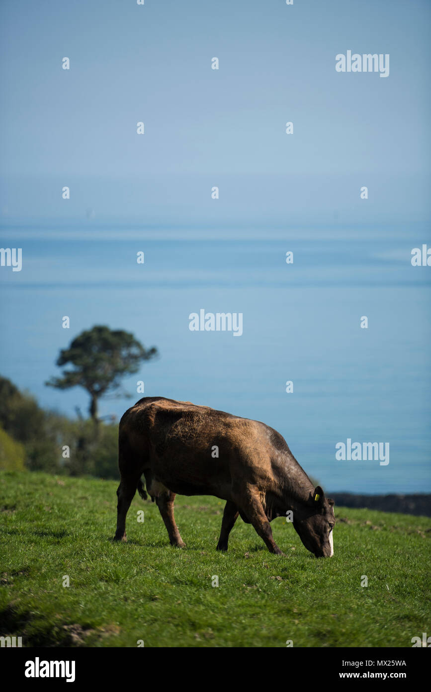 Cows in a field. Cornwall, UK Stock Photo - Alamy
