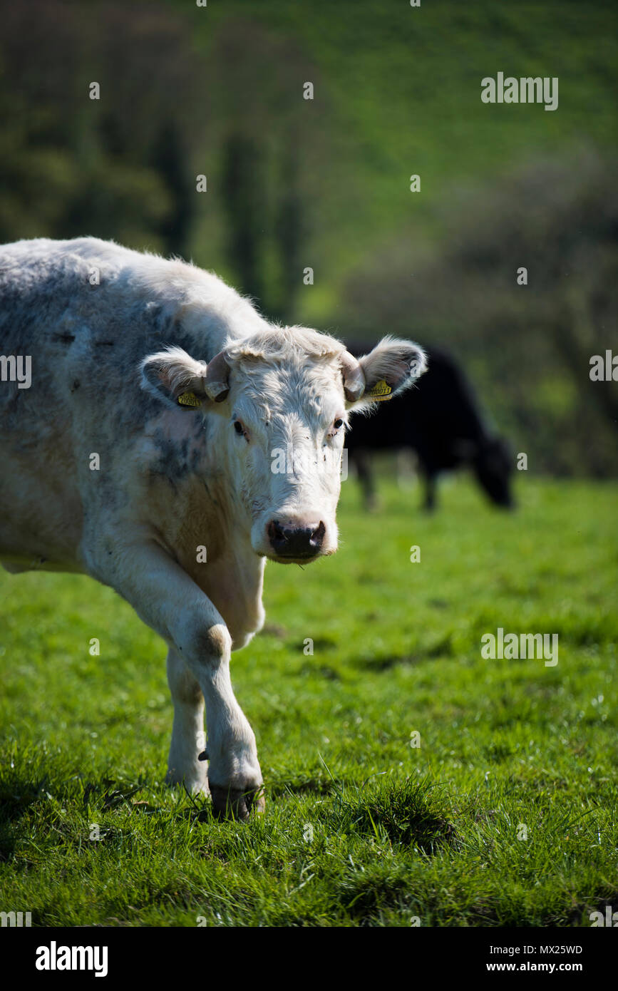 Cows in a field. Cornwall, UK Stock Photo - Alamy