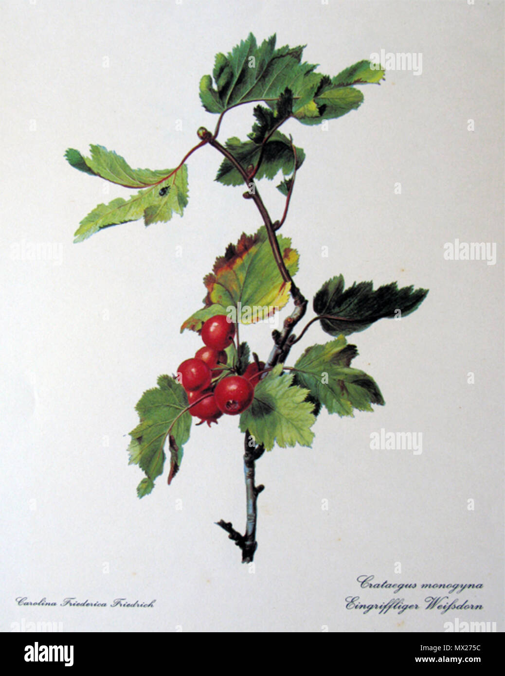 Botany rosaceae hawthorn crataegus hi-res stock photography and images ...