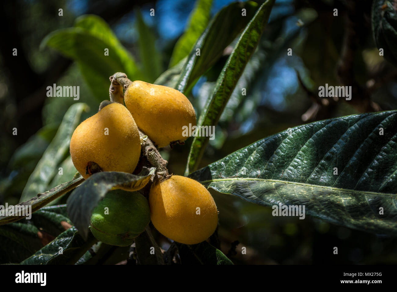 Medlars on a tree hi-res stock photography and images - Alamy